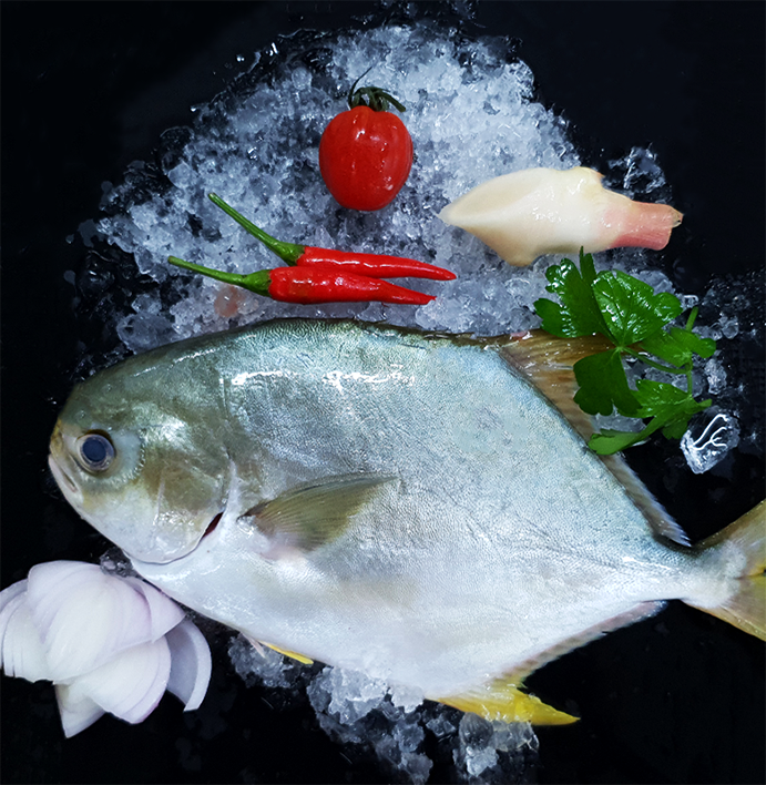 Shop By Category :: Seafood :: Farmed Golden Pomfret (Whole) (500-600G)