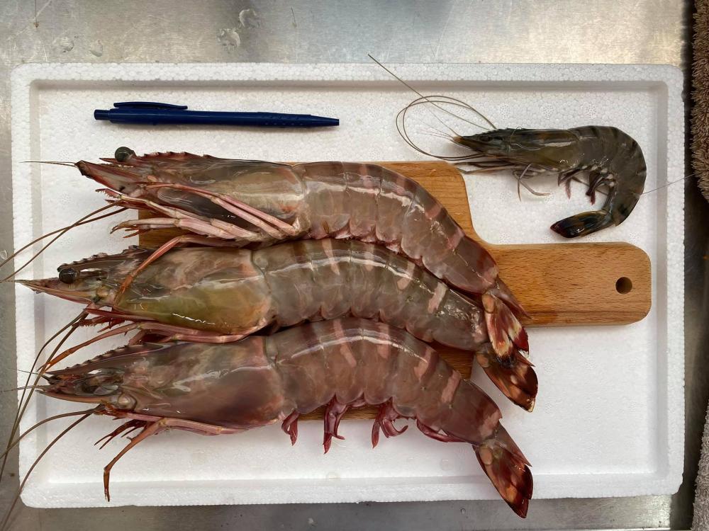 Shop By Category :: Seafood :: Jumbo Sea Prawns (1KG)