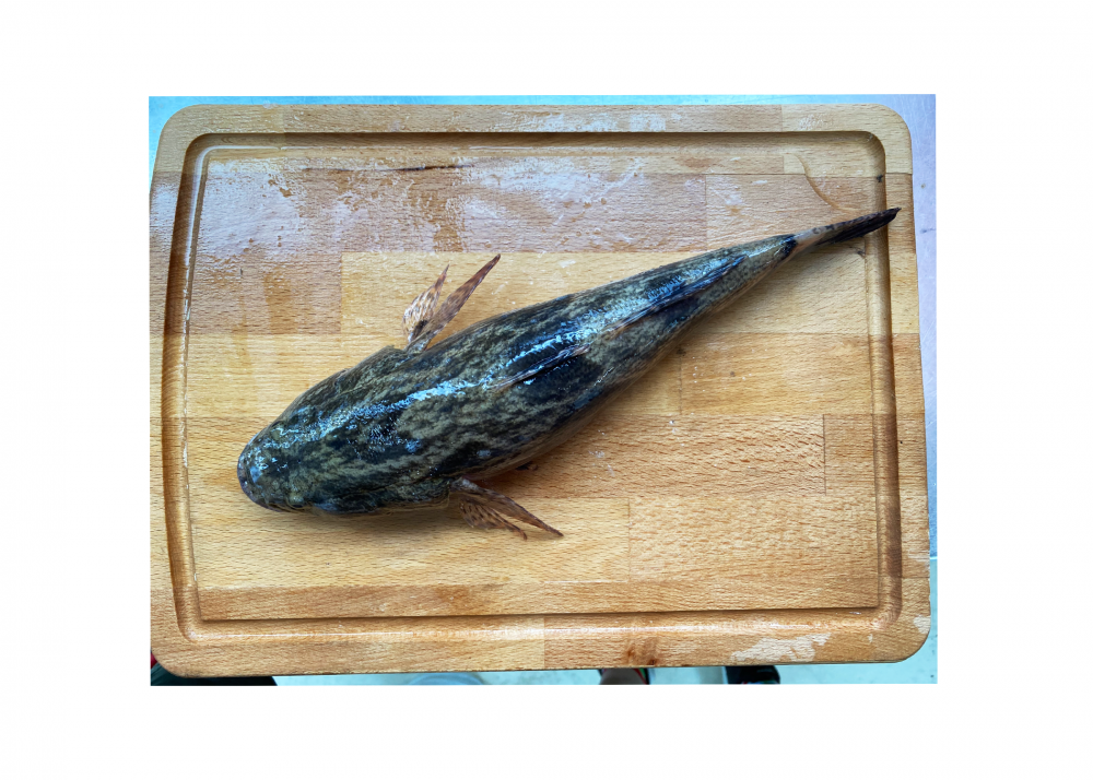 Marble Goby Fish Fish Soon Hock (Marble Goby) / 野生顺壳鱼 / Ikan