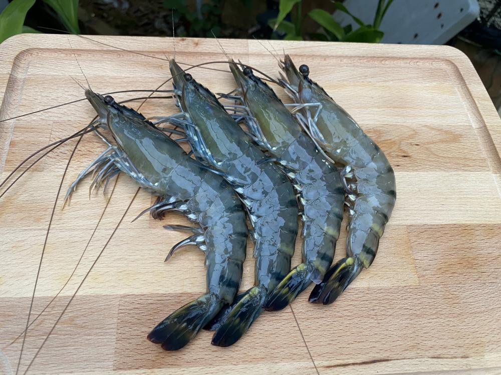 Shop By Category :: Seafood :: Farmed Tiger Prawns (Large) (1KG)