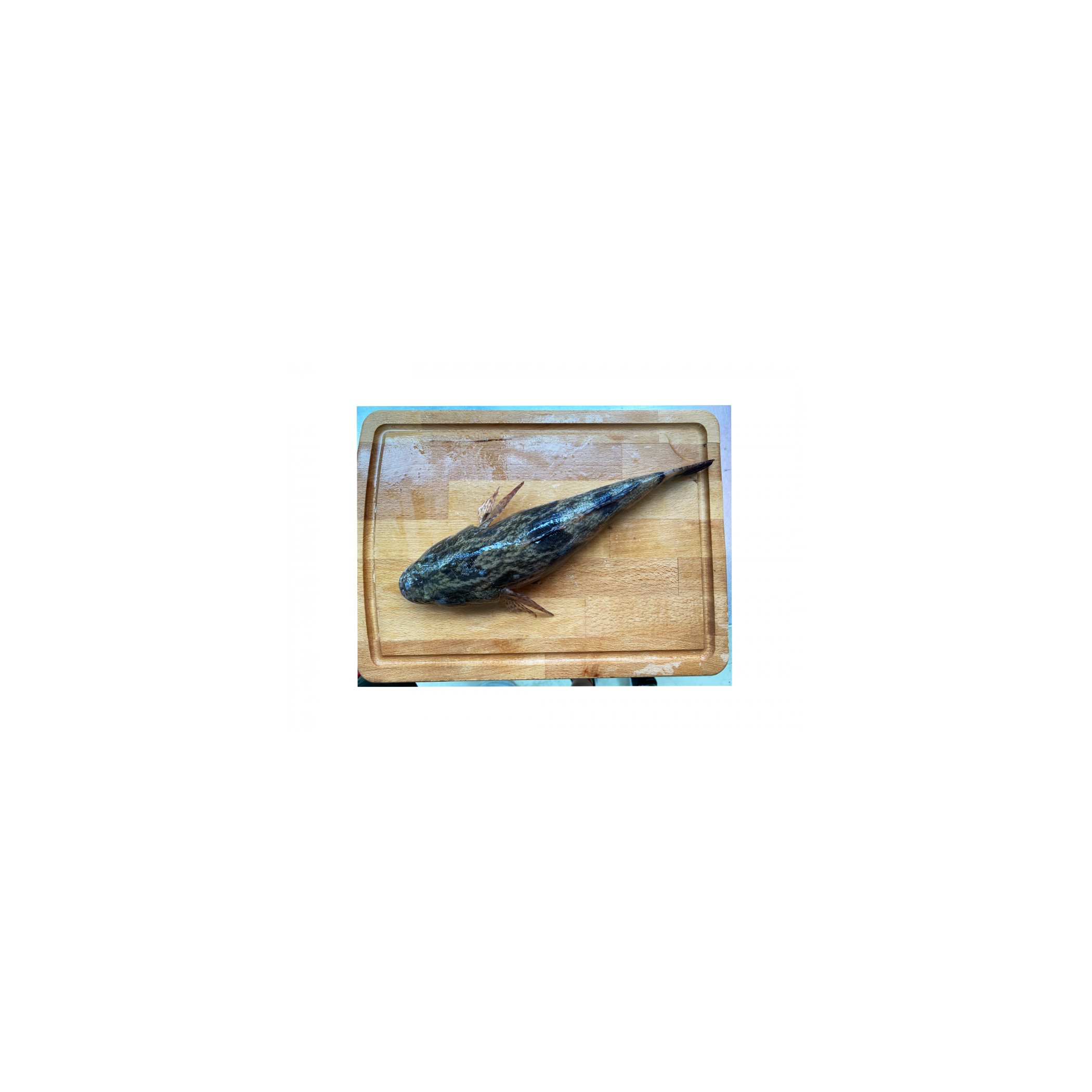 Shop By Category :: Seafood :: Live Soon Hock (Marble Goby) (Whole)