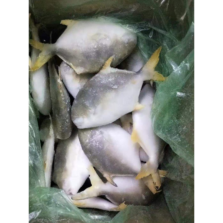 Shop By Category :: Seafood :: Frozen Golden Pomfret Whole Round (10kg ...